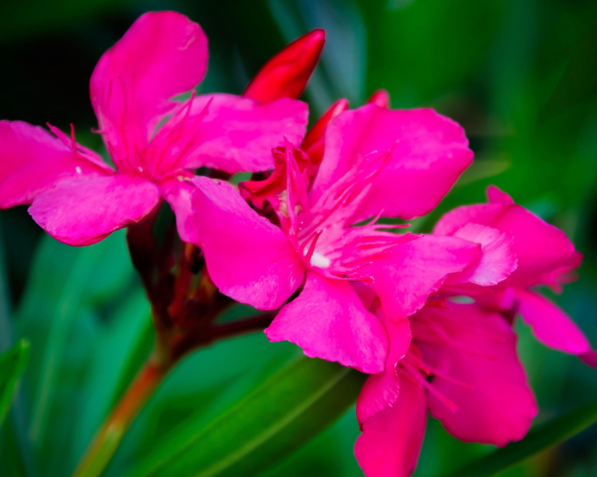 Oleanders growing guide: tips for these flowering shrubs | Gardeningetc
