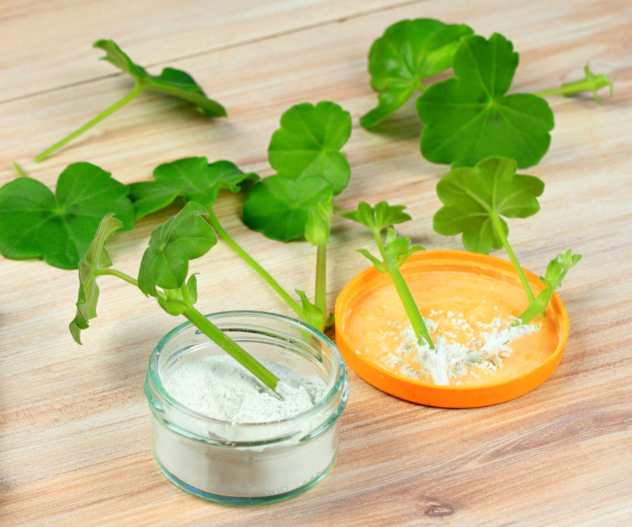 Overwintering Geraniums The Right Way For Next Year’s Blooms ...