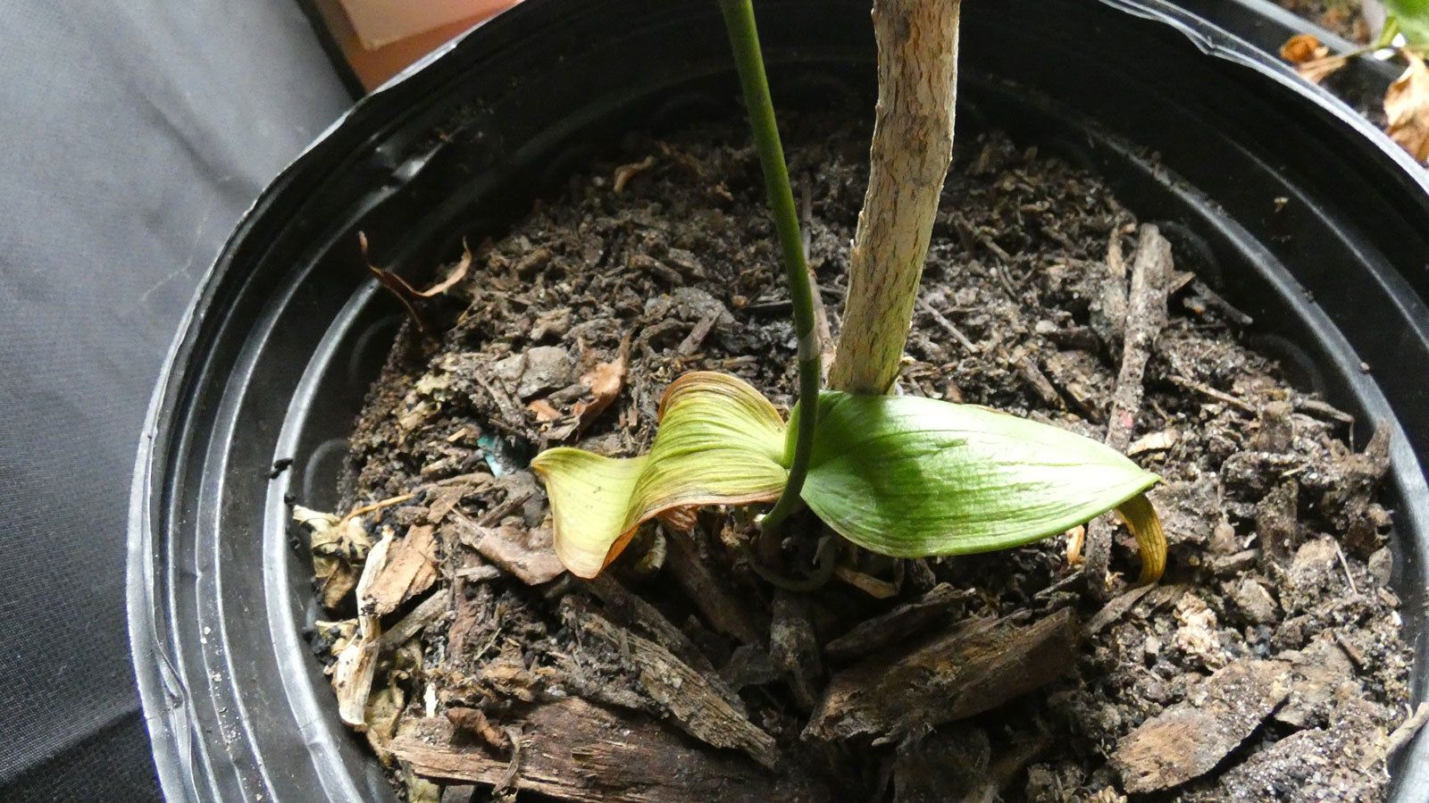 Is My Orchid Sunburnt - Learn About Managing Sunburn In Orchids ...