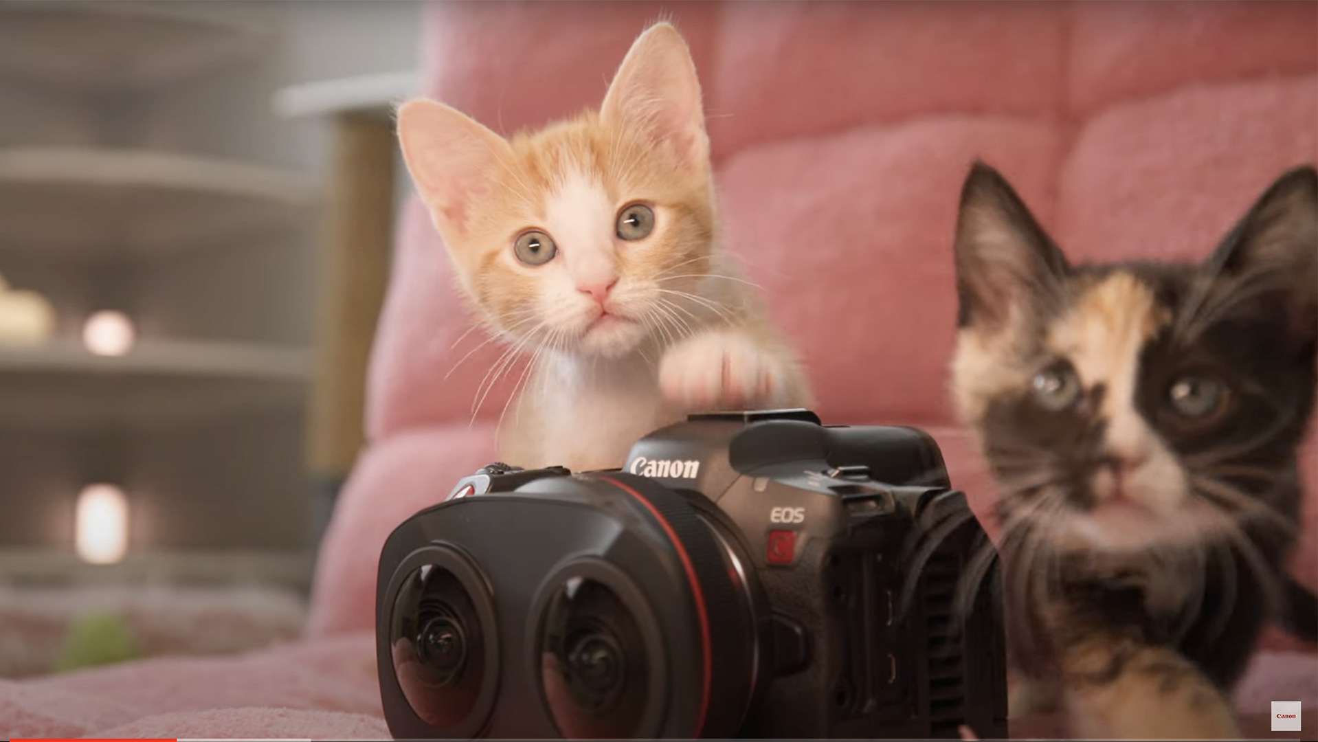 Canon's new VR cat video is ridiculously cute | Creative Bloq