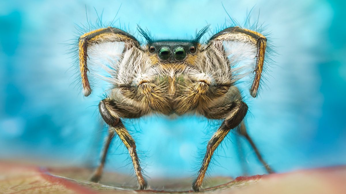 Beastly but beautiful: these close-up photos of bugs are simply ...
