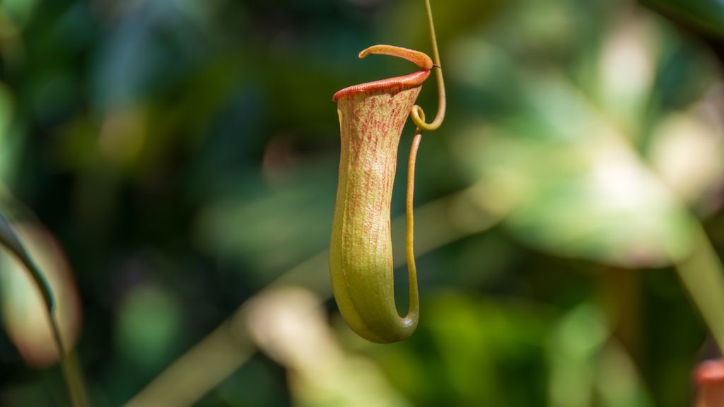 How to propagate a pitcher plant in two different ways | Homes and Gardens