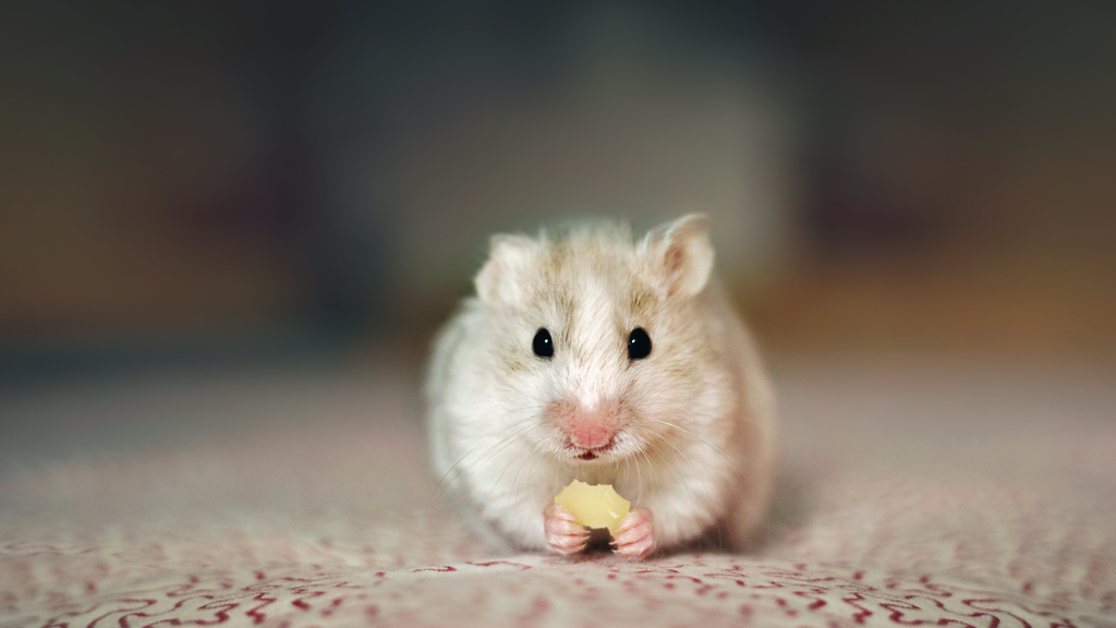 How long do hamsters live? Life cycle of a domestic hamster | PetsRadar