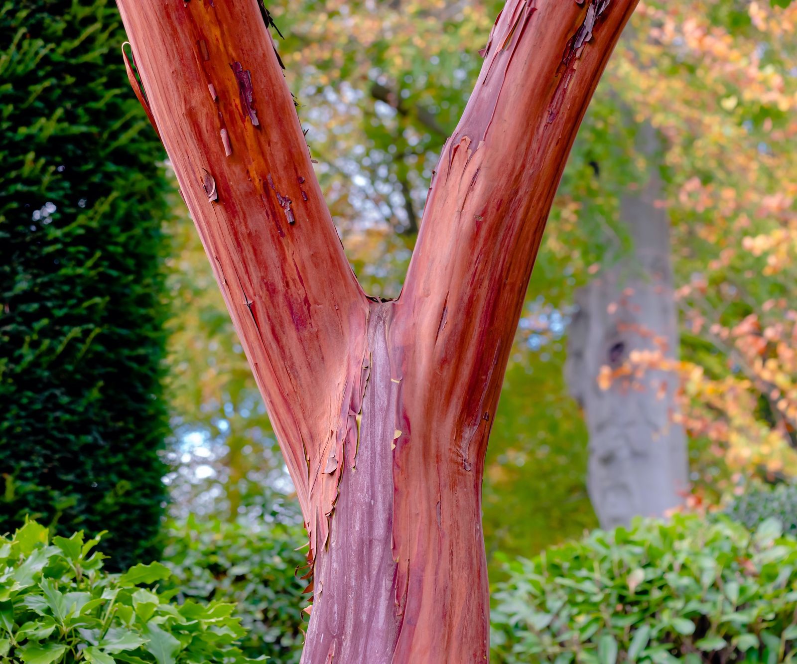 10 trees with unusual bark for incredible year-round interest | Homes ...