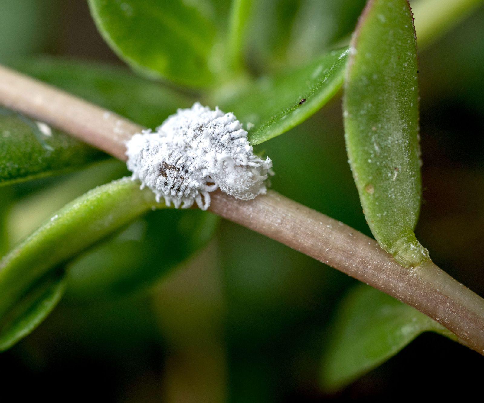 Identify, Tackle And Prevent These 6 Common Azalea Pests | Gardening ...