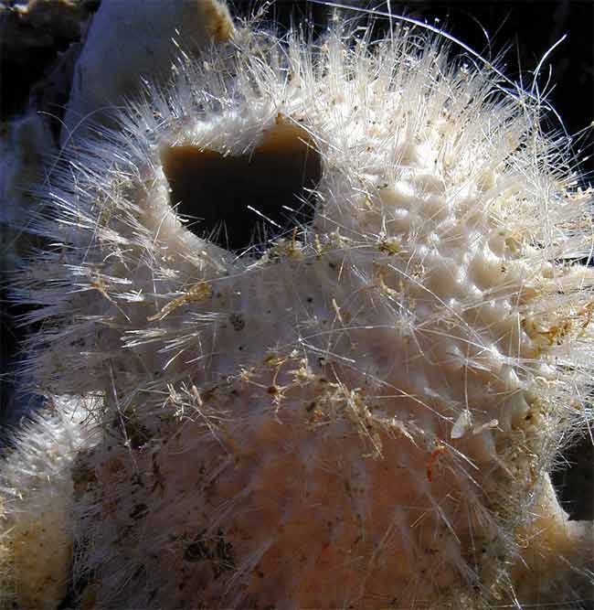 Origins of Human Nervous System Found in Sponges | Live Science