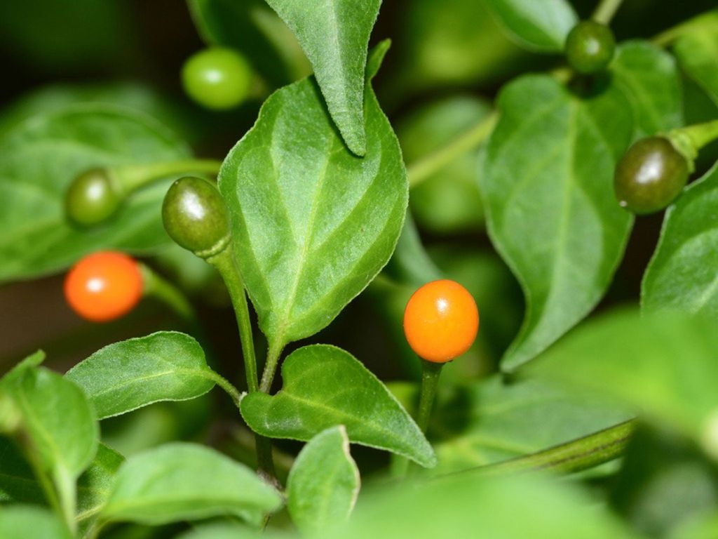 Growing Chiltepins – How To Care For Chiltepin Pepper Plants ...