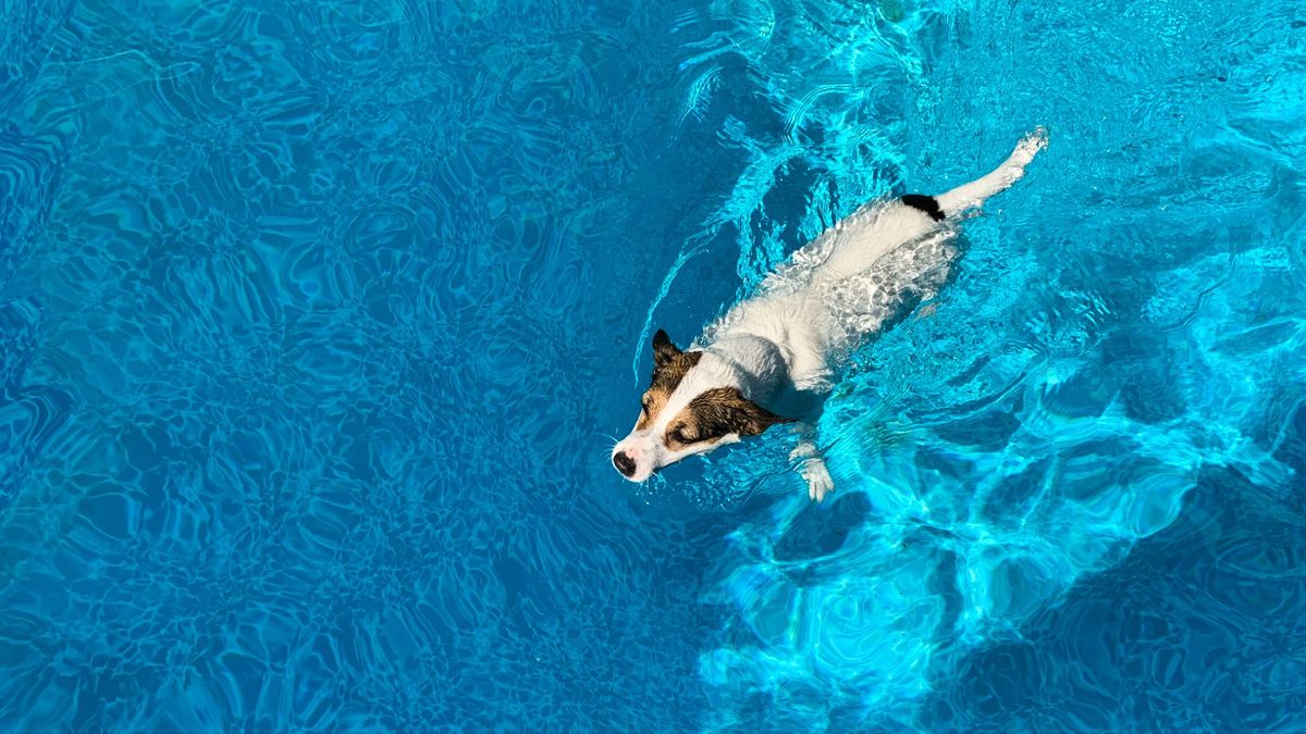 32 ways your dog benefits from swimming | PetsRadar
