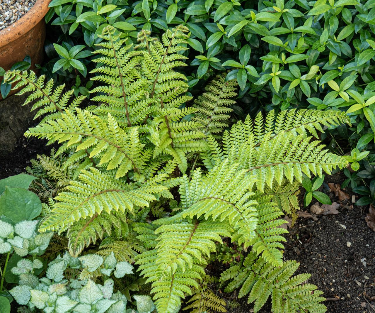 Best front yard plants: 16 low-maintenance plants and shrubs | Homes ...