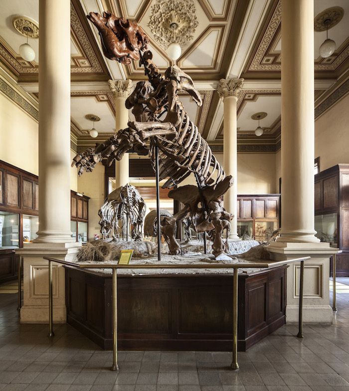 Ancient Sloths: 5-Ton Creatures Grew Monstrously Fast | Live Science