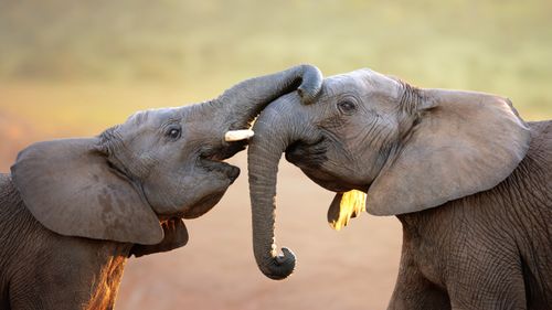 What's the Difference Between Asian and African Elephants? | Live Science