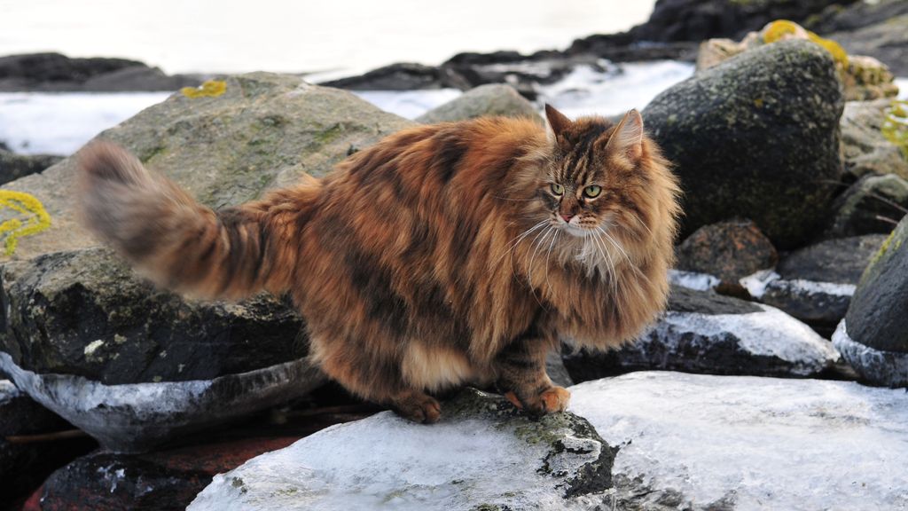 32 reasons to love Norwegian forest cats | PetsRadar