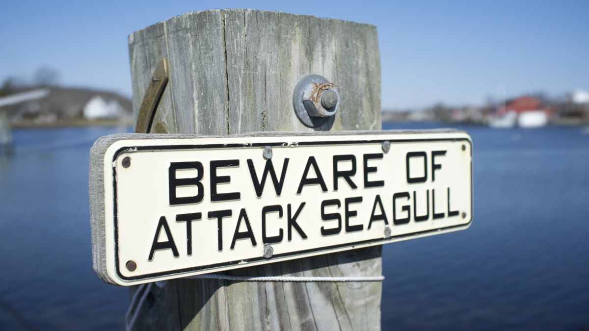 How to survive a seagull attack on a coastal hike | Advnture