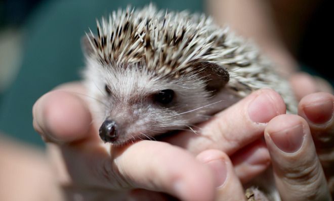 Why do some animals have spikes, while others have armor? | The Week