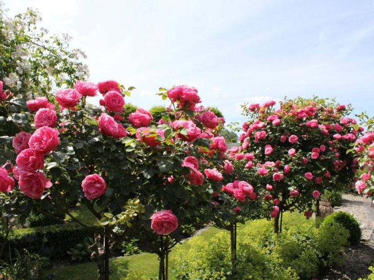 What Is A Tree Rose (Rose Standards) | Gardening Know How