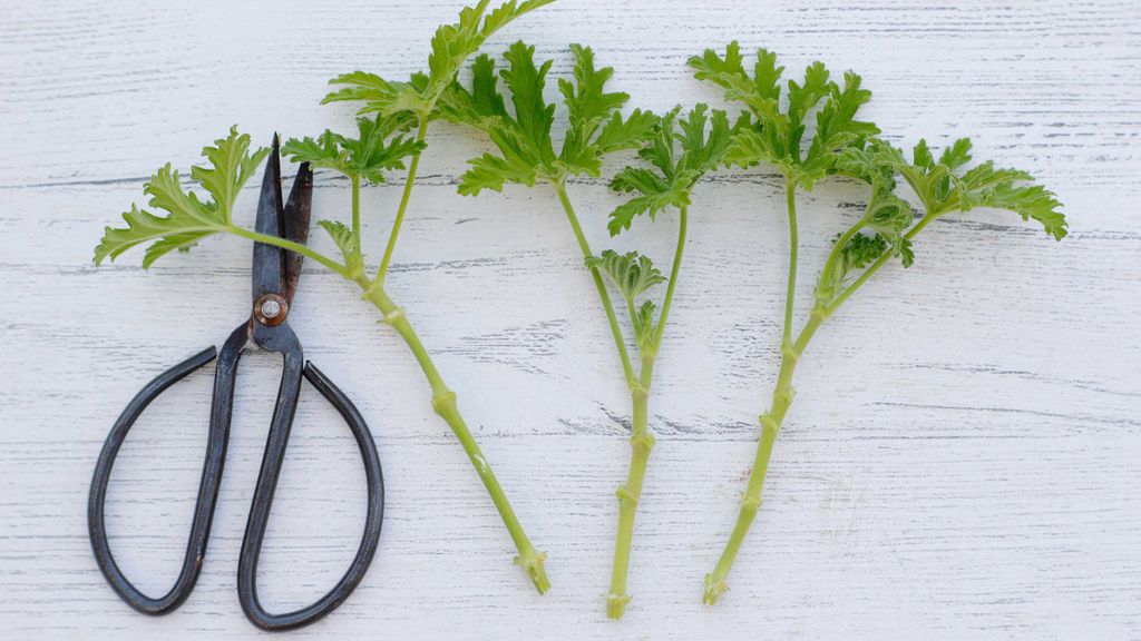 Geranium propagation: simple steps for more pelargoniums | Gardeningetc
