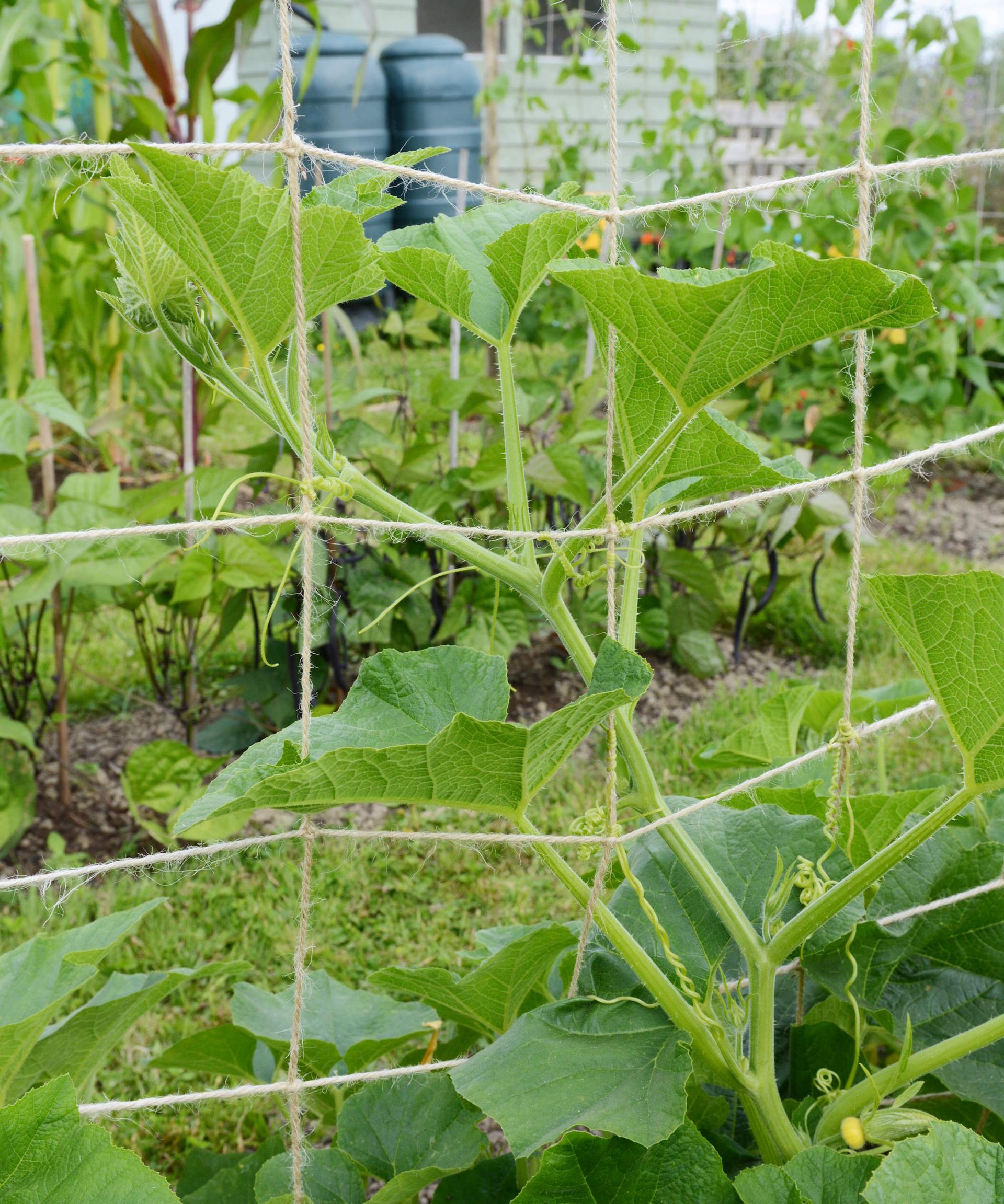 Tips for how to grow squash in containers successfully | Homes and Gardens