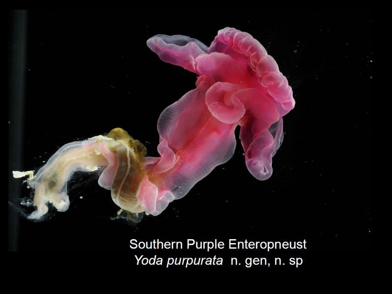 Newly Discovered Acorn Worm Named After Yoda | Live Science