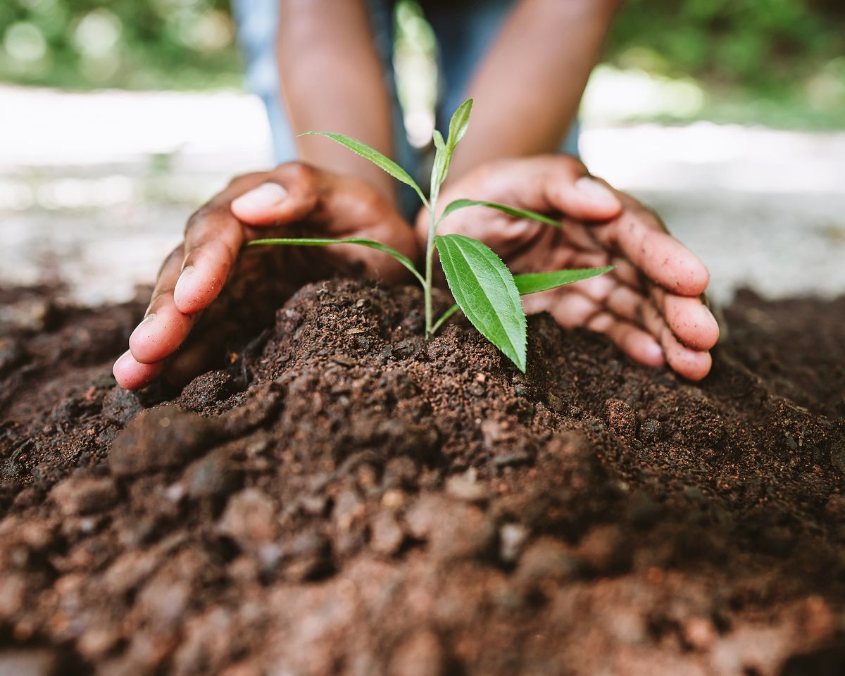 How To "Feel" Soil Is Ready To Plant – Easy Tests And Fixes | Gardening ...
