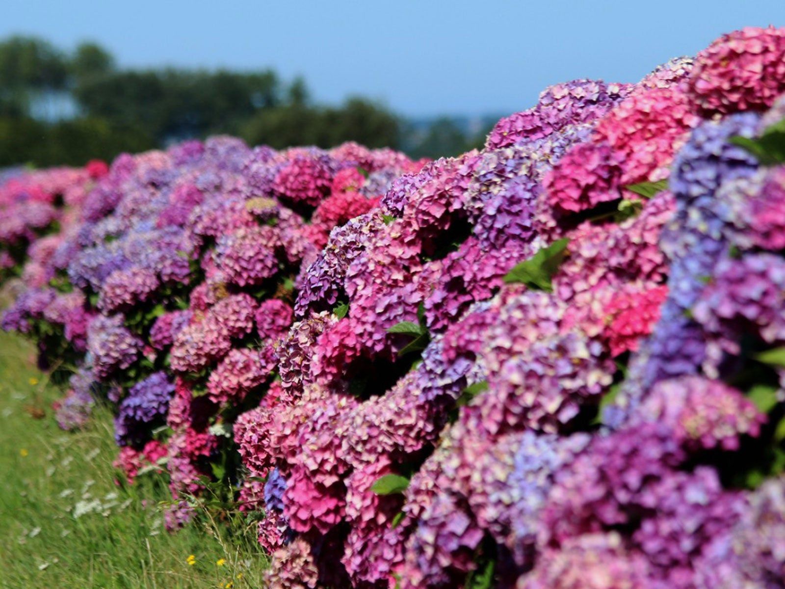 How To Grow And Care For Hydrangeas | Gardening Know How