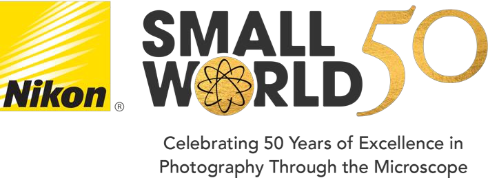 Winner of Nikon Small World photo competition is headache-inducing ...