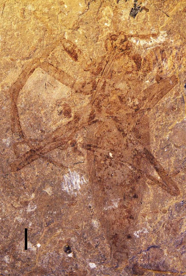 Dinosaur Fleas! Photos of Paleo Pests | Live Science