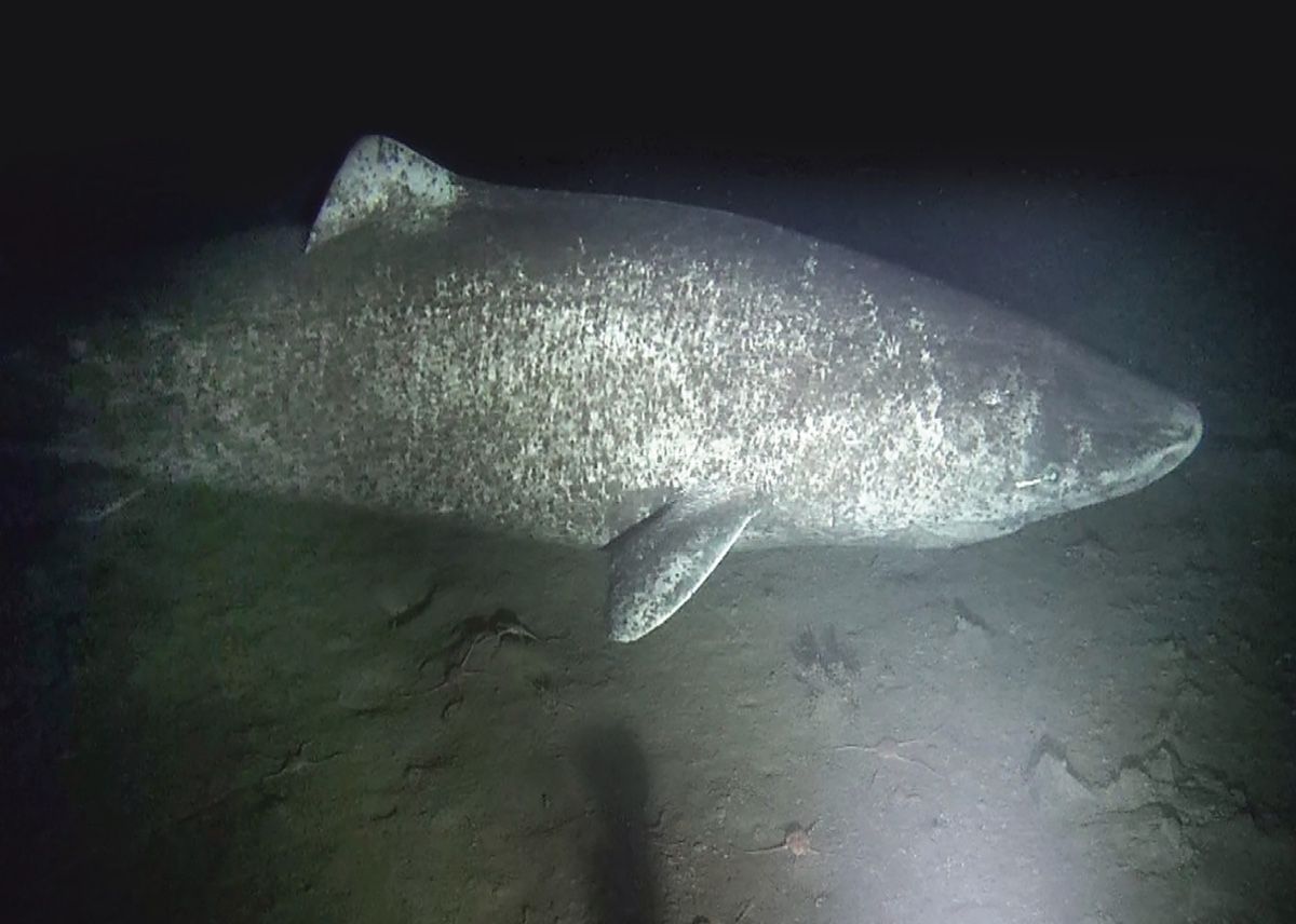 Ancient Greenland Shark Reveals Its Age in Eerie Underwater Video ...