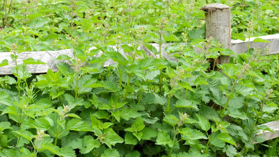 Mythbusting Do Dock Leaves Really Relieve Nettle Stings Advnture