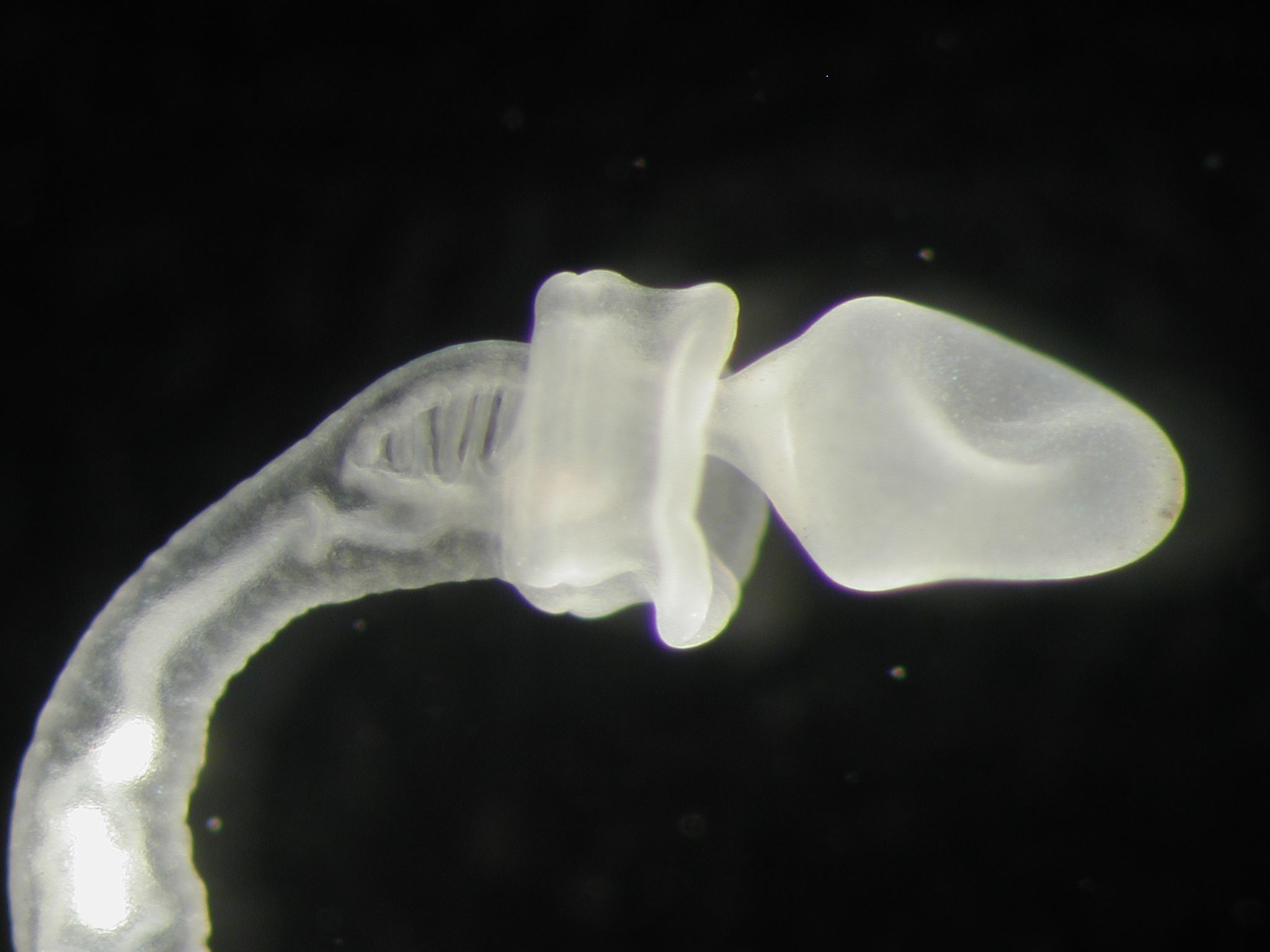 You Share 70% of Your Genes with This Slimy Marine Worm | Live Science