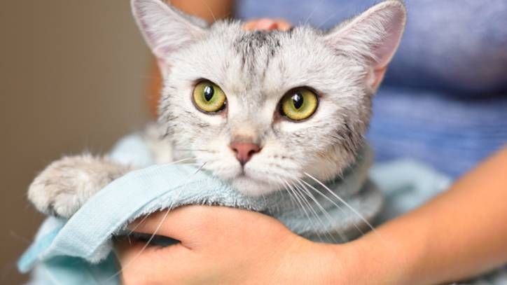 Do cats need baths? Everything you need to know | PetsRadar
