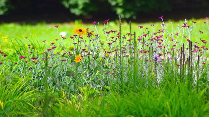 Meadowscaping trend: create your own wildflower meadow | Woman & Home