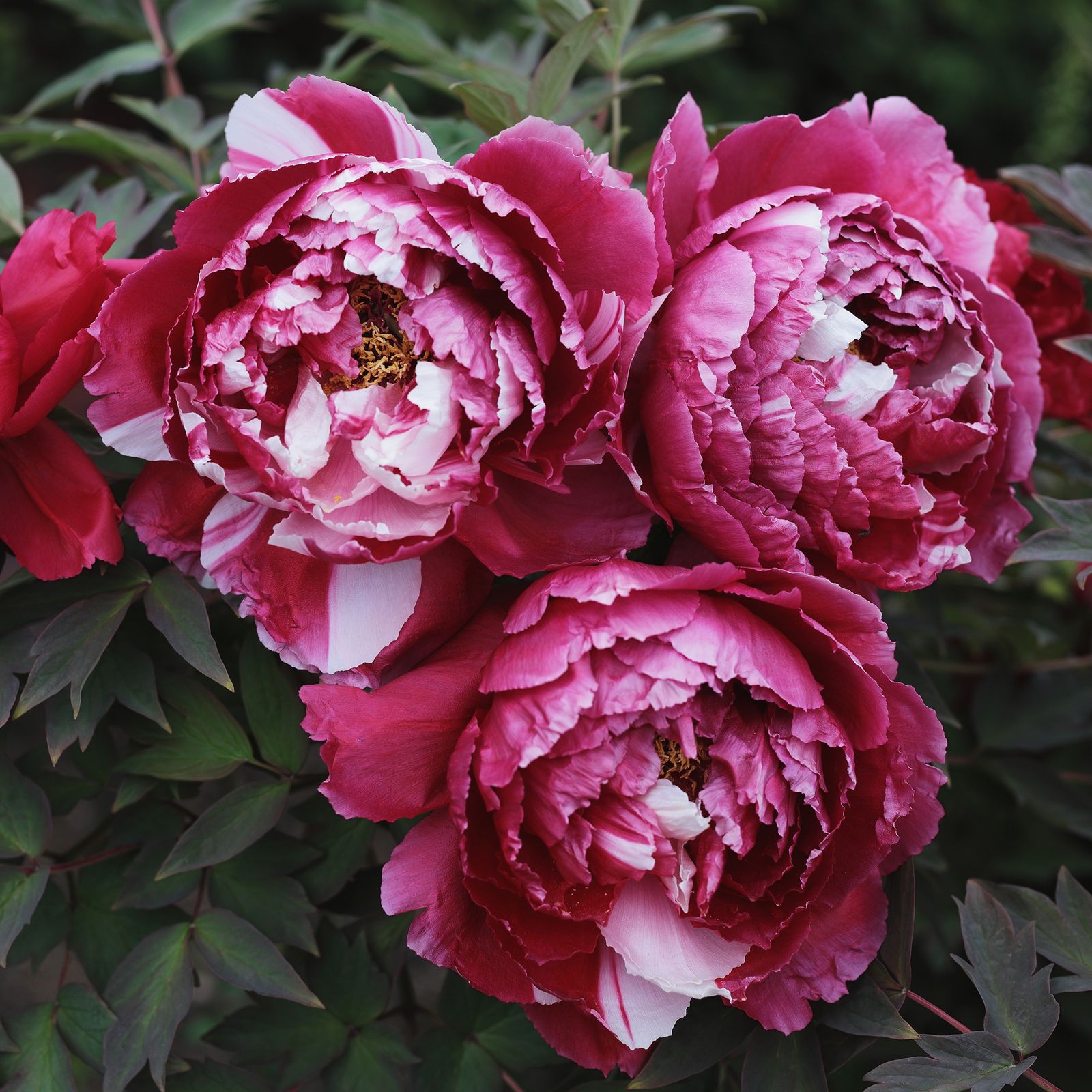 How to plant peony bulbs and why autumn is the prime time | Ideal Home