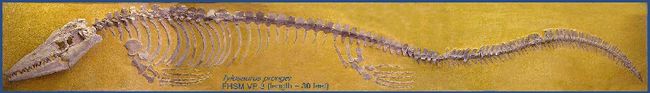 A Mosasaur Tail: How Ancient Reptiles Came to Rule the Oceans | Live ...