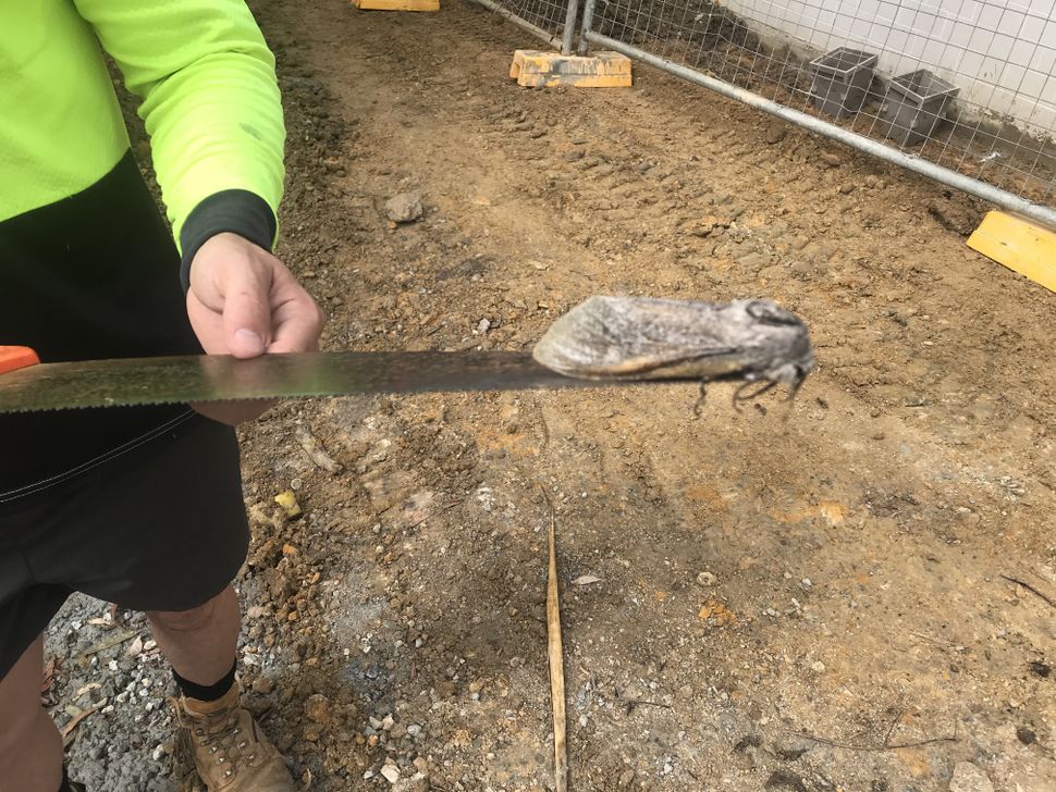 Rarely seen supersized moth with 10-inch wingspan found at Australian ...