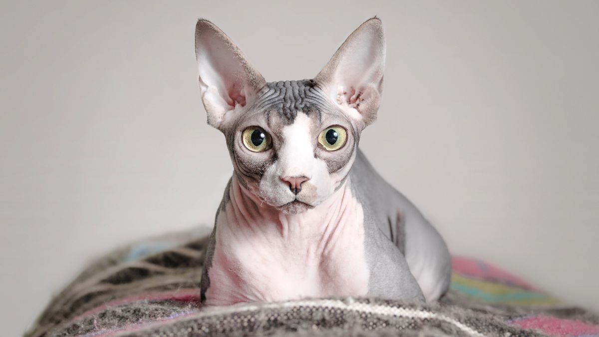 32 things you need to know about sphynx cats | PetsRadar