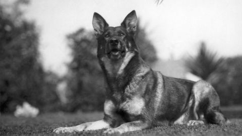 15 famous dogs (historic and current) you should know about | PetsRadar