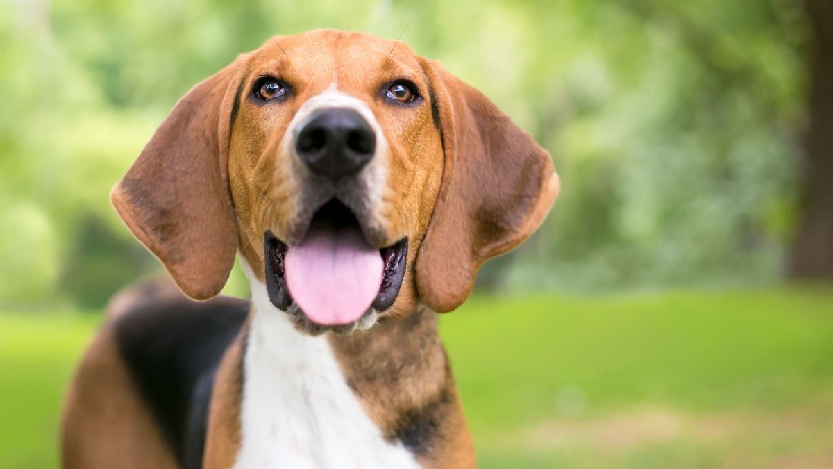 Hound dog breeds: 19 varieties and breed information | PetsRadar