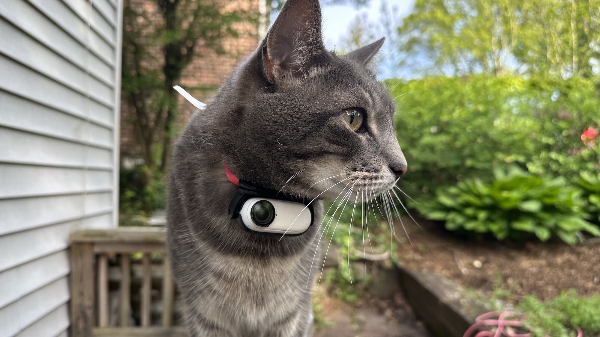 I strapped an action camera on my cat — check out what he saw | Tom's Guide
