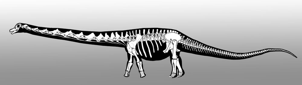 Titanosaur Photos: Meet the Largest Dinosaur on Record: Page 2 | Live ...