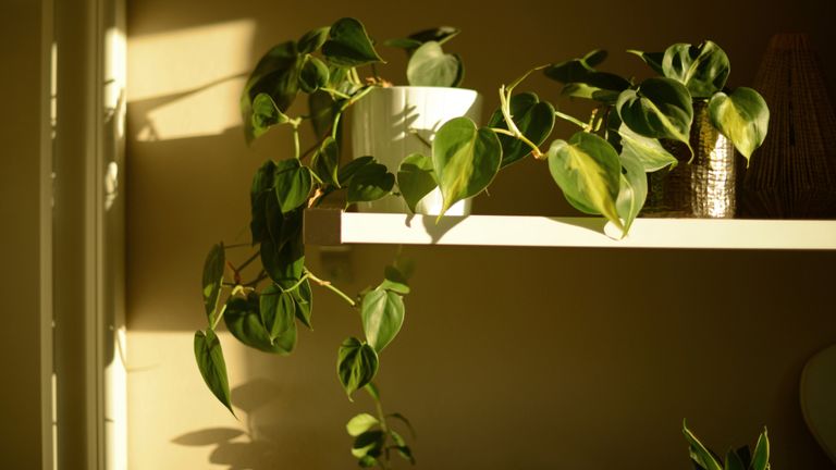 Heart-Leaf Philodendron: Complete Care And Growing Guide | Gardening ...