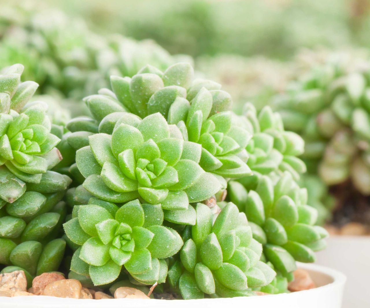 Best indoor succulents: 11 varieties to grow in your home | Homes and ...