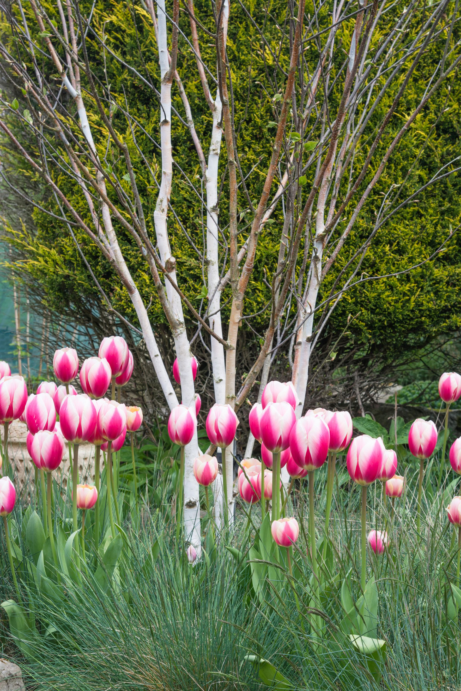 Companion planting: a guide to growing crops side by side to keep them ...