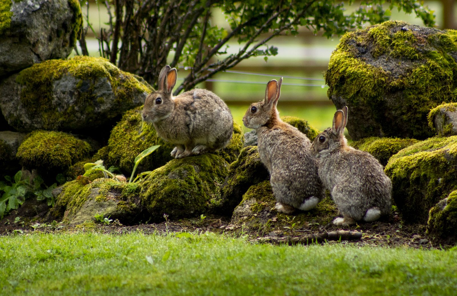 Rabbits: Our most underrated creature? The underground engineering and ...