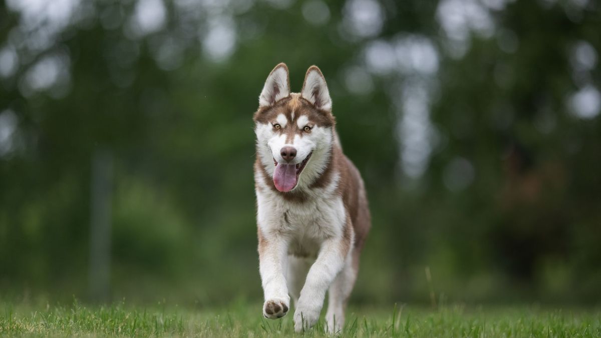 32 reasons to love Siberian huskies | PetsRadar