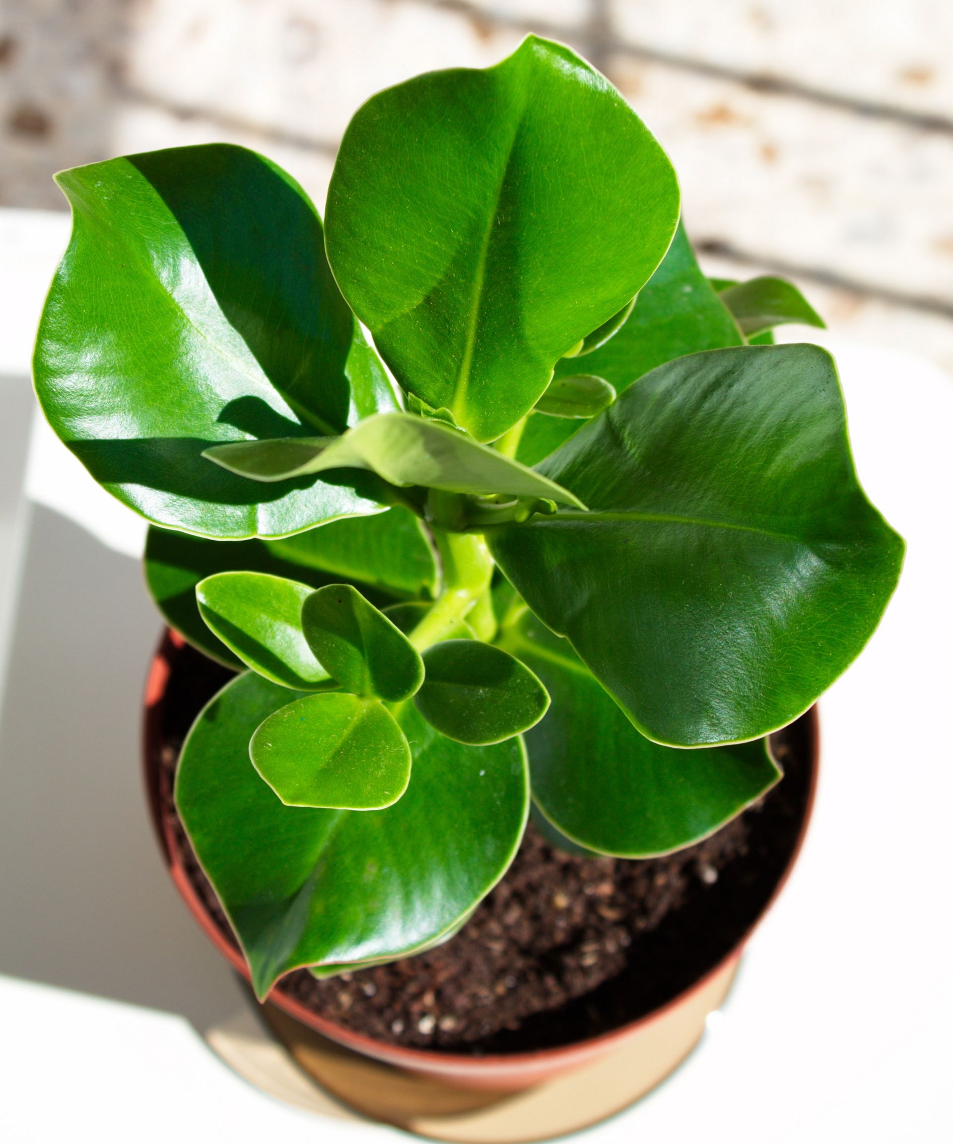 Clusia care guide: 5 expert tips for this tropical tree | Homes and Gardens