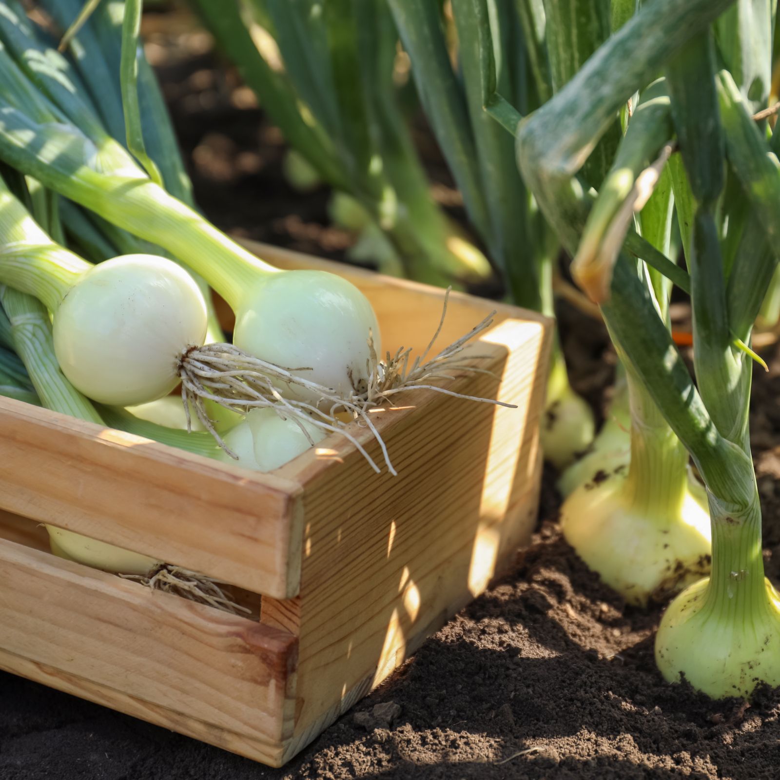 Tips & Information about Onions | Gardening Know How