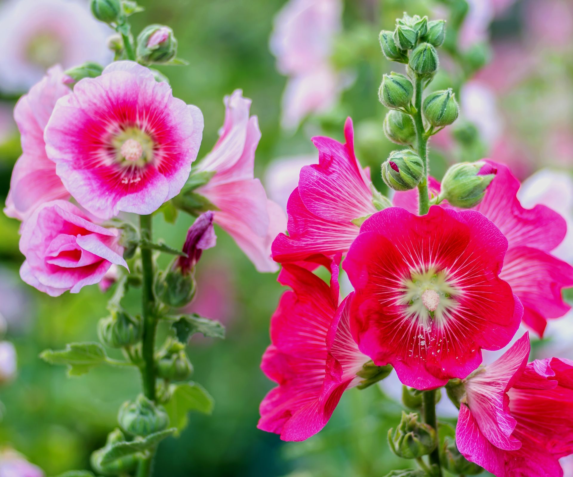 10 best English garden plants to suit for every climate | Homes and Gardens