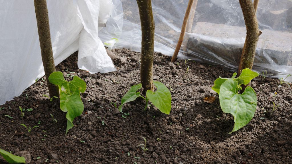 How to grow French beans: our complete growing guide | Gardeningetc