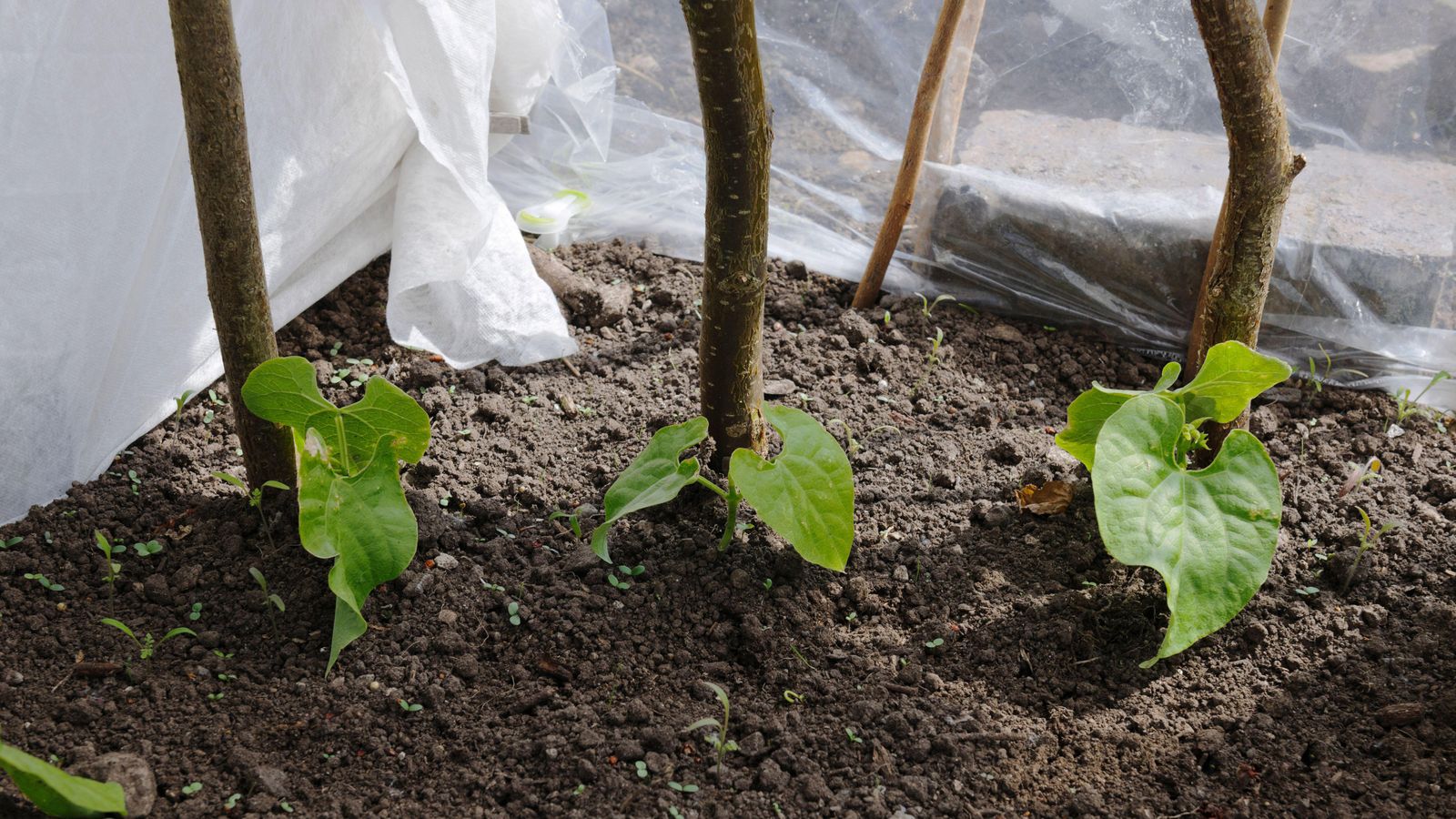 How to grow French beans: our complete growing guide | Gardeningetc