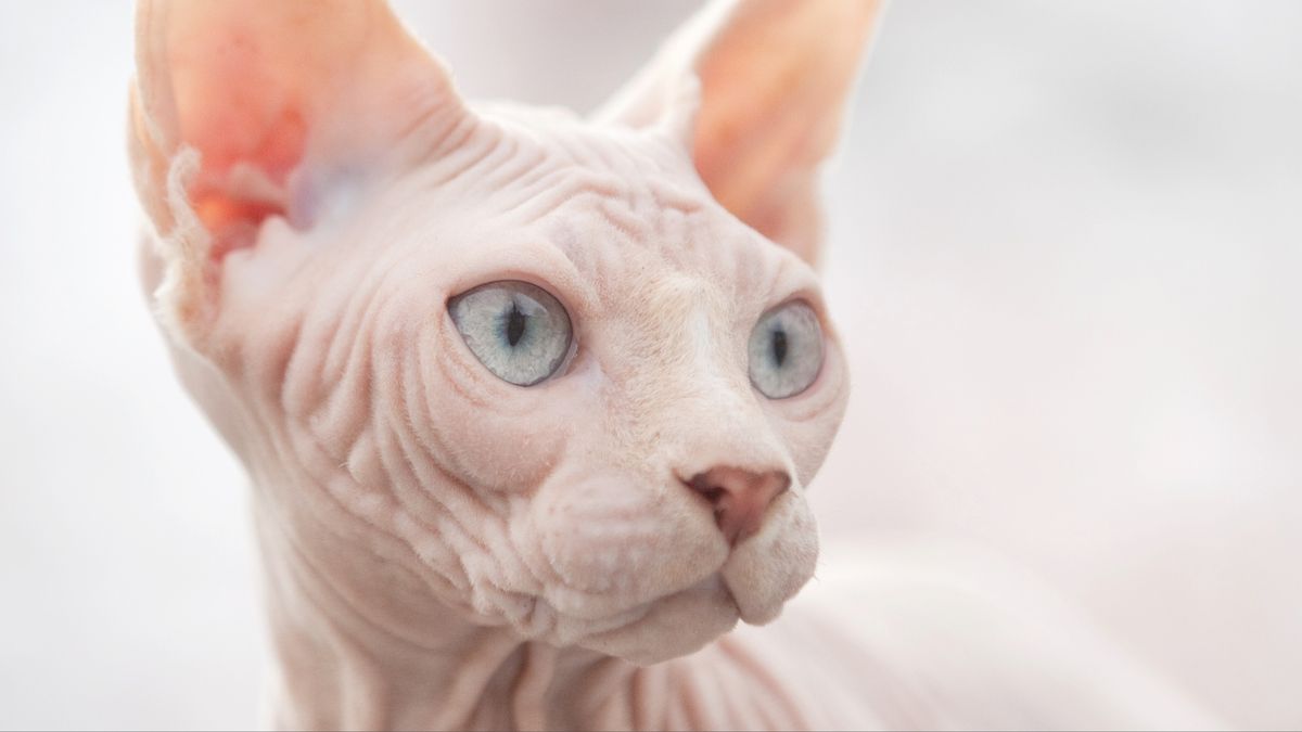 32 things you need to know about sphynx cats | PetsRadar